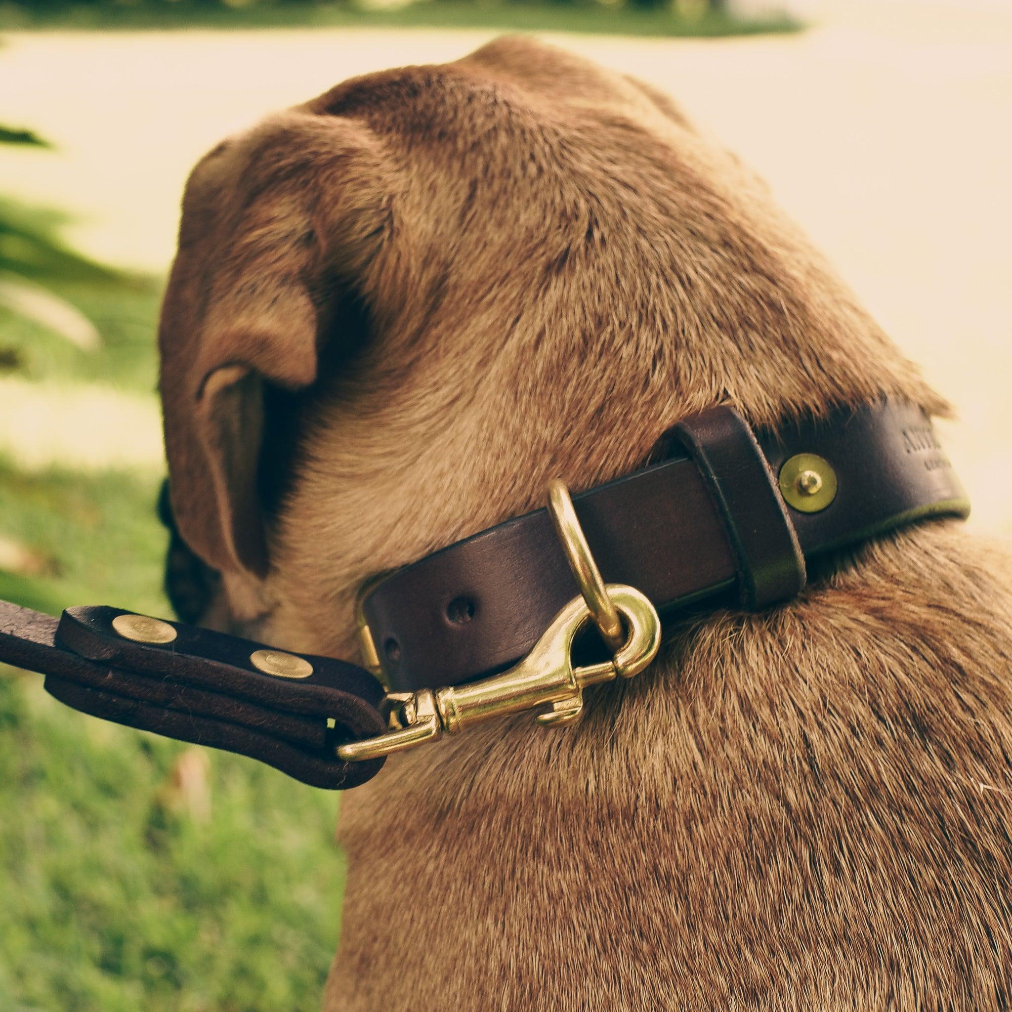 Dog Collars and Leads | Beautiful Handmade Leather dog collar – Anvil Hide